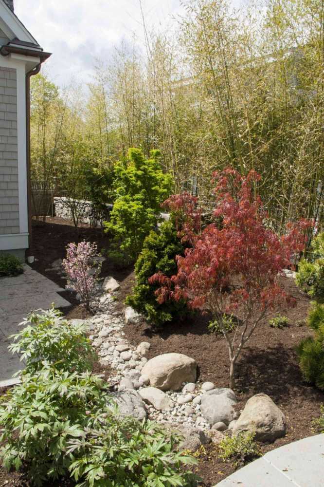 A mix of specimen trees and shrubs work selected for this Asian ...