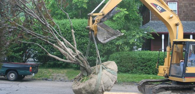 Large Tree Transplanting